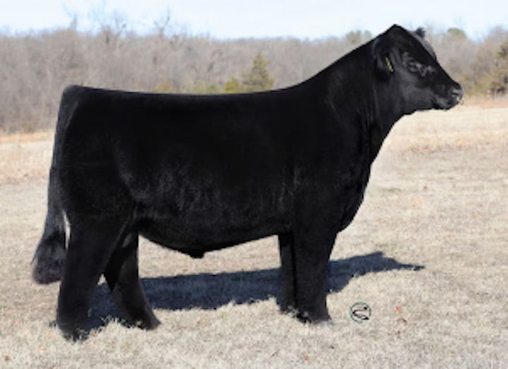 Percentage Simmental – Genesource, LLC
