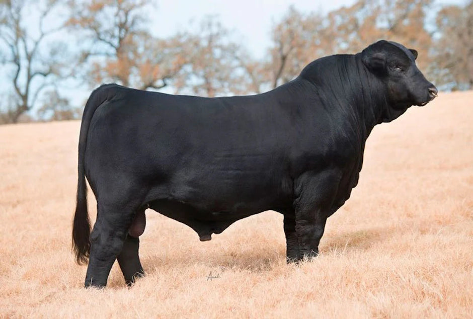 American-Influence – Genesource, LLC